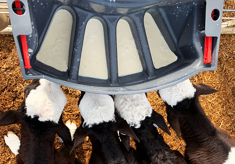 Calf Feeders